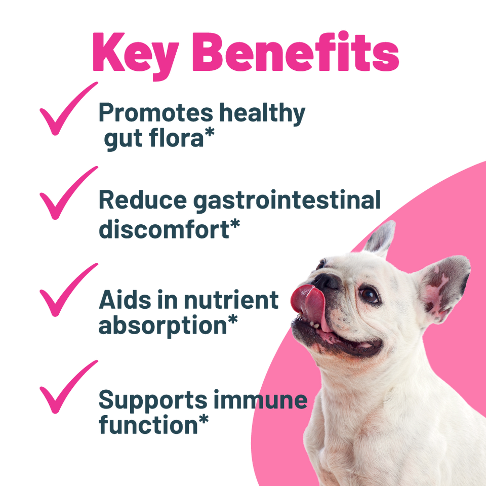 Human grade pet supplements for your best bud – Buddy Biotics